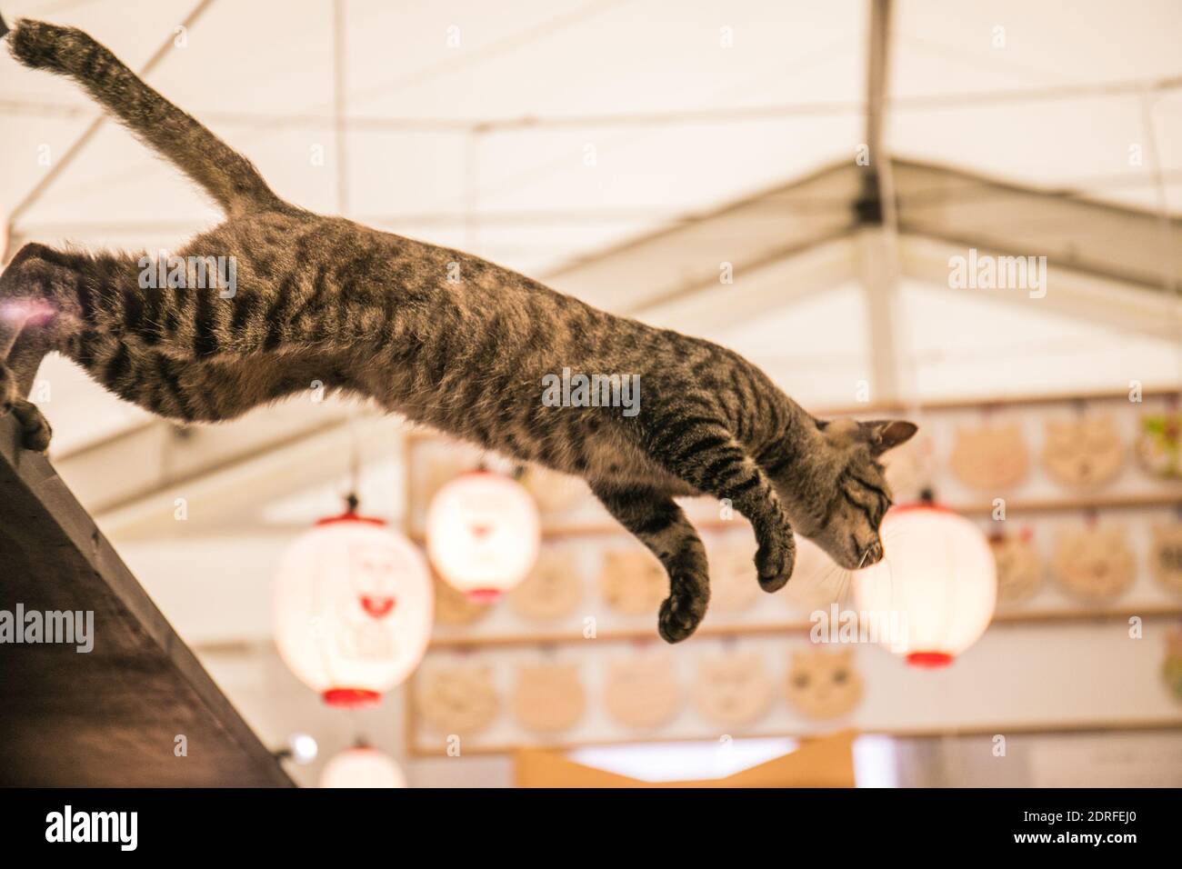 Cat in mid air hi-res stock photography and images - Alamy