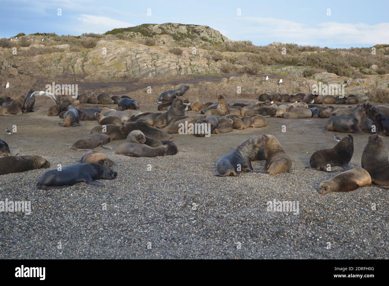 A pod of seals resting on the rocky shore on a cloudy day background ...