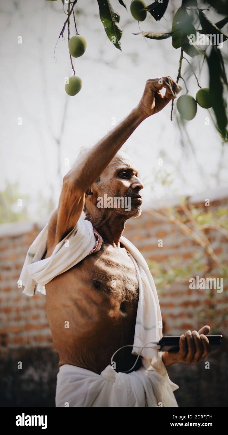 Hand man holding mango hi-res stock photography and images - Alamy