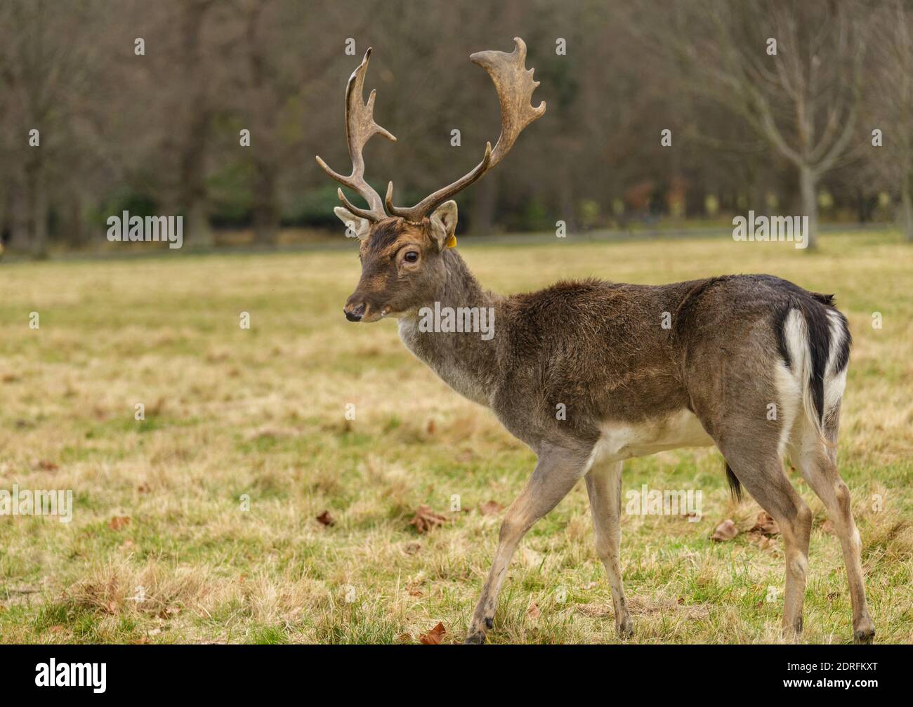 The deer in Phoenix Park in Dublin, Ireland Stock Photo - Alamy