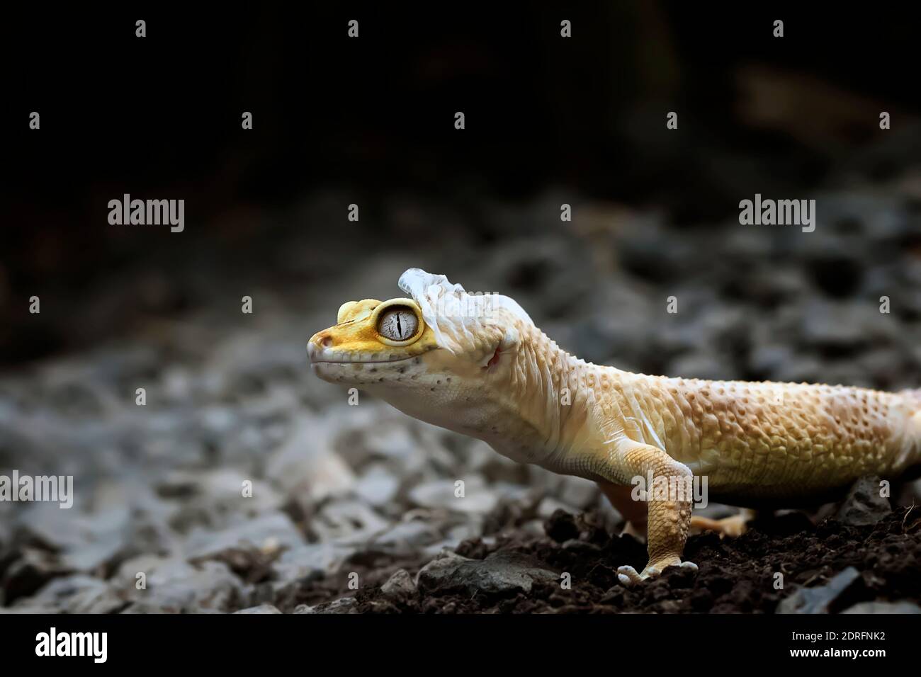 Captured lizard hi-res stock photography and images - Alamy