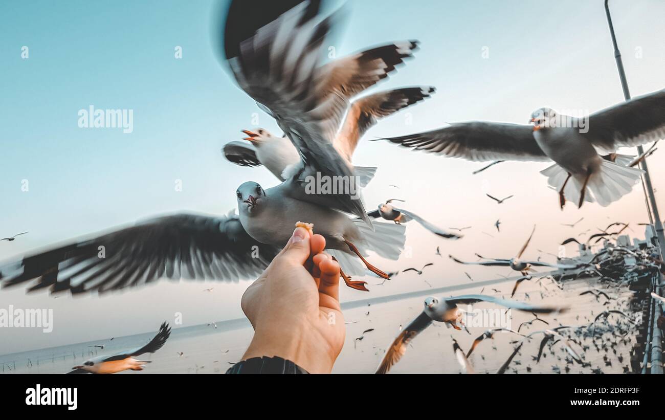 Hand feeding seagull hi-res stock photography and images - Alamy