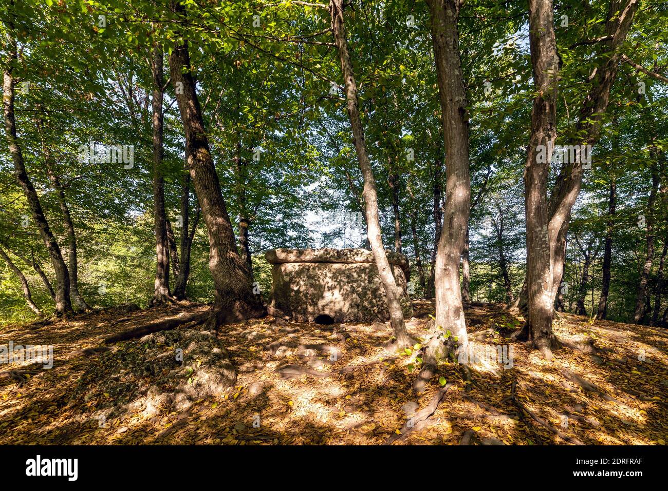 Ancient megalithic tomb dolmen in the forest Stock Photo - Alamy