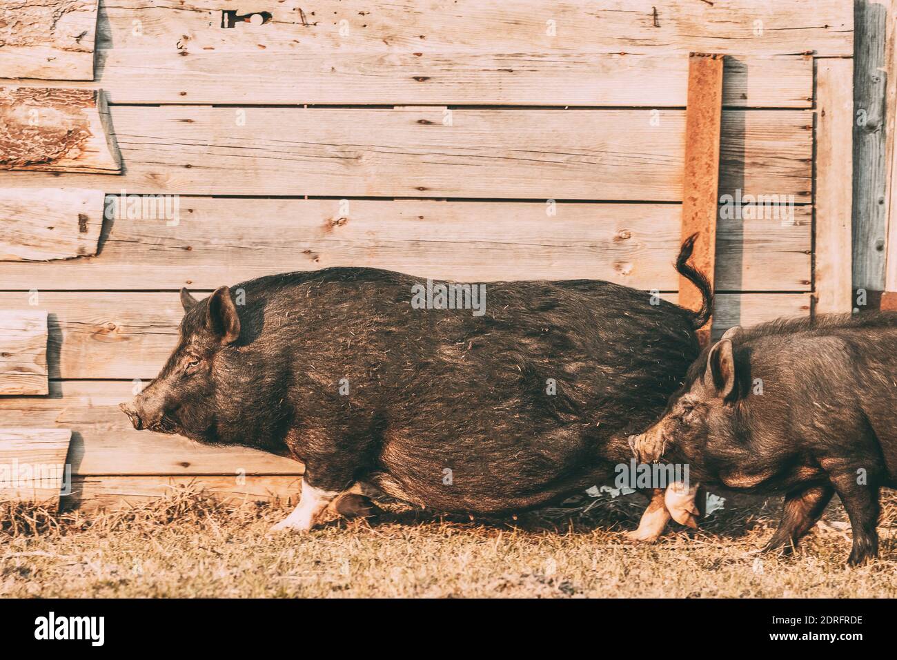 Pigs Walking By Fence Stock Photo - Alamy
