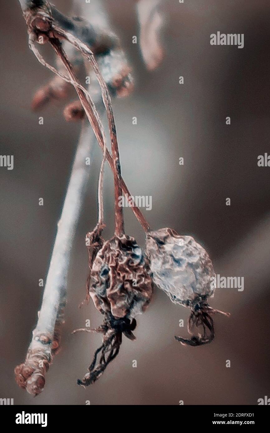 Dried berries twig hi-res stock photography and images - Alamy