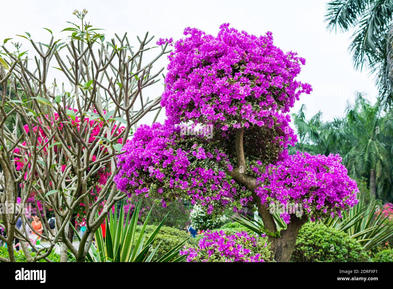 Purple Bonsai Tree Of Bougainvillea Spectabilis Flower Exhibition In