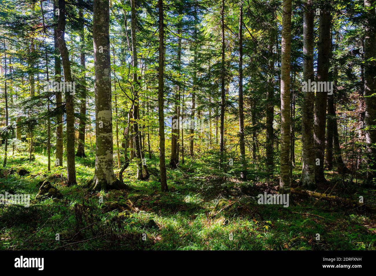 Forest detail with pine trees. Panoramic deep forest view Stock Photo ...