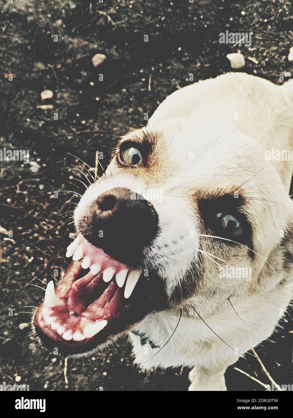 Snarling dog mouth open hi-res stock photography and images - Alamy