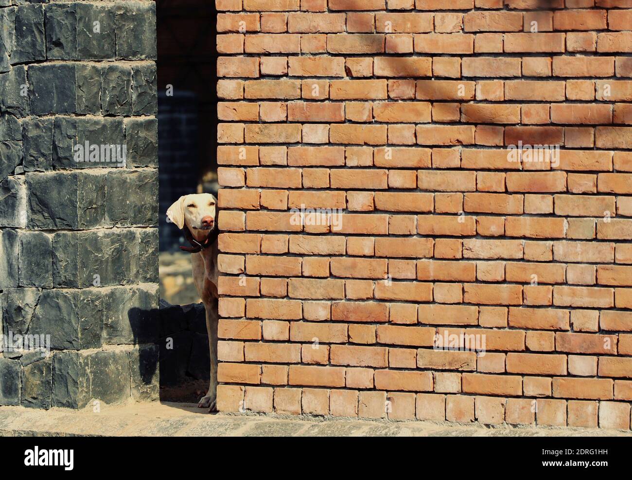 Dog Standing By Brick Wall Stock Photo - Alamy