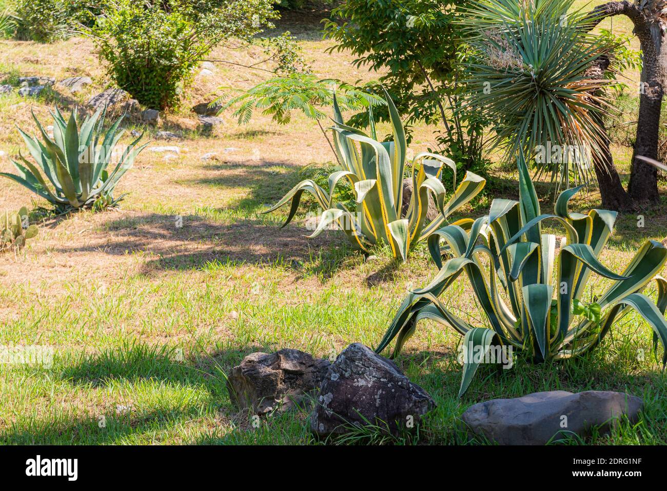 Agave americana, century plant, maguey, or American aloe, is a species ...