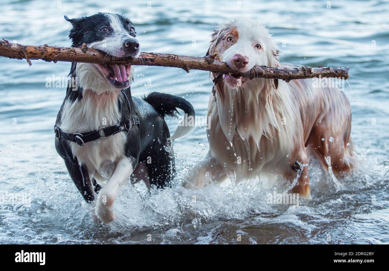 Two dogs sharing stick hi-res stock photography and images - Alamy