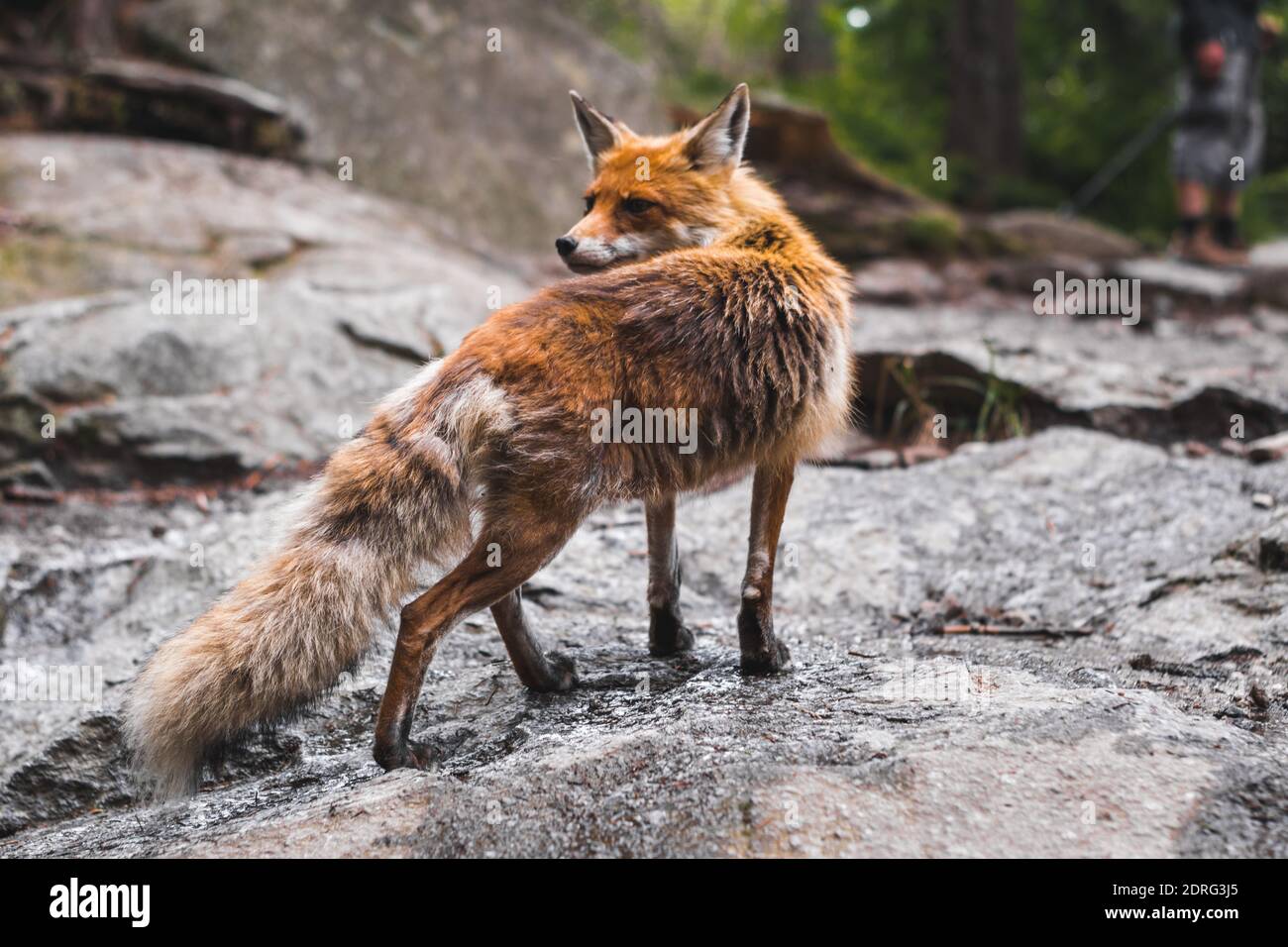 Red fox standing on rock hi-res stock photography and images - Alamy