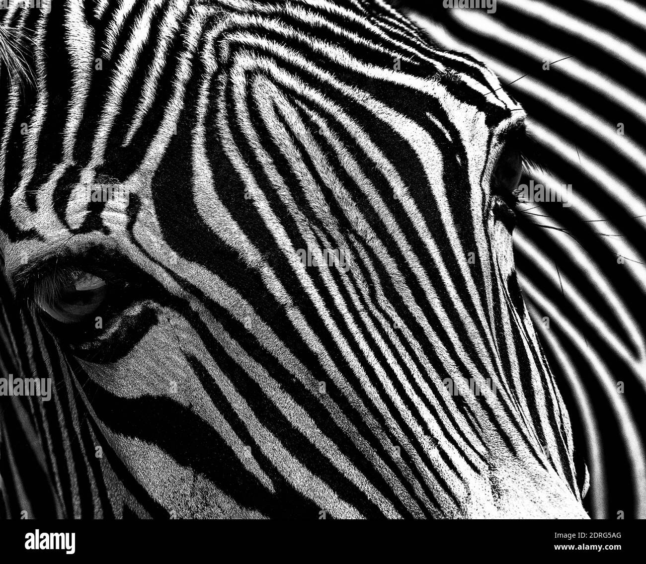 Zebra head shot hi-res stock photography and images - Alamy