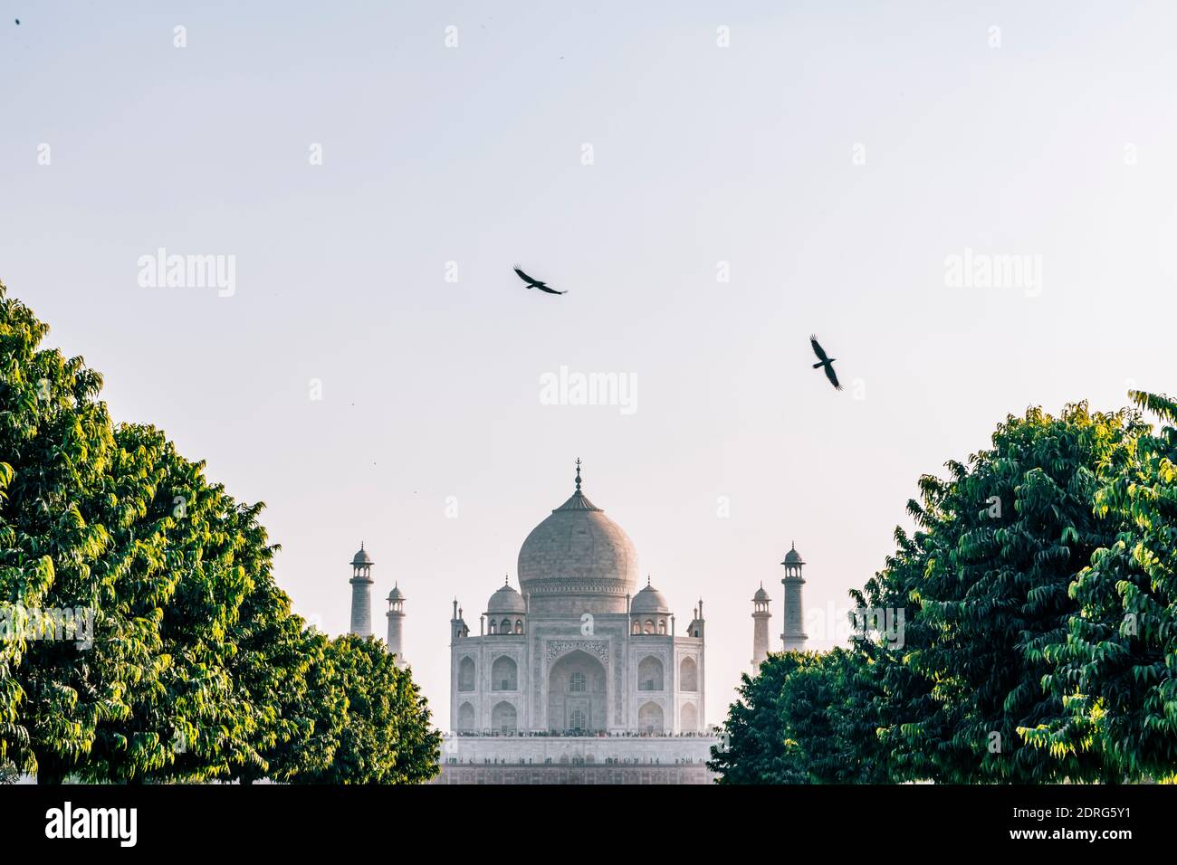 Animals taj mahal hi-res stock photography and images - Alamy
