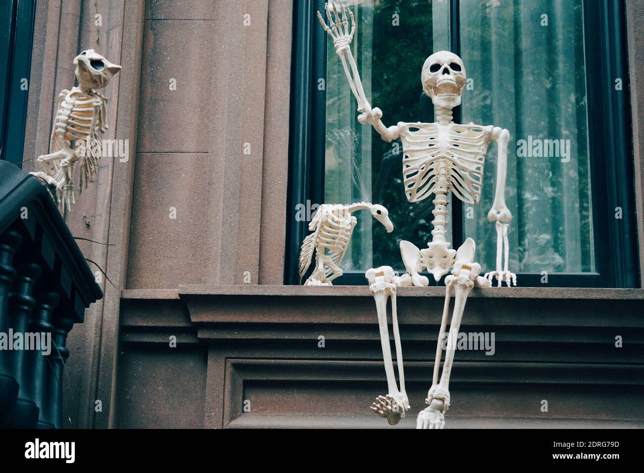 Bird skeleton structure hi-res stock photography and images - Alamy