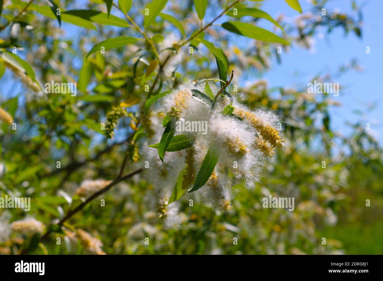 Willow fluff on branches. Fluffy poplar seeds. Selective soft focus ...