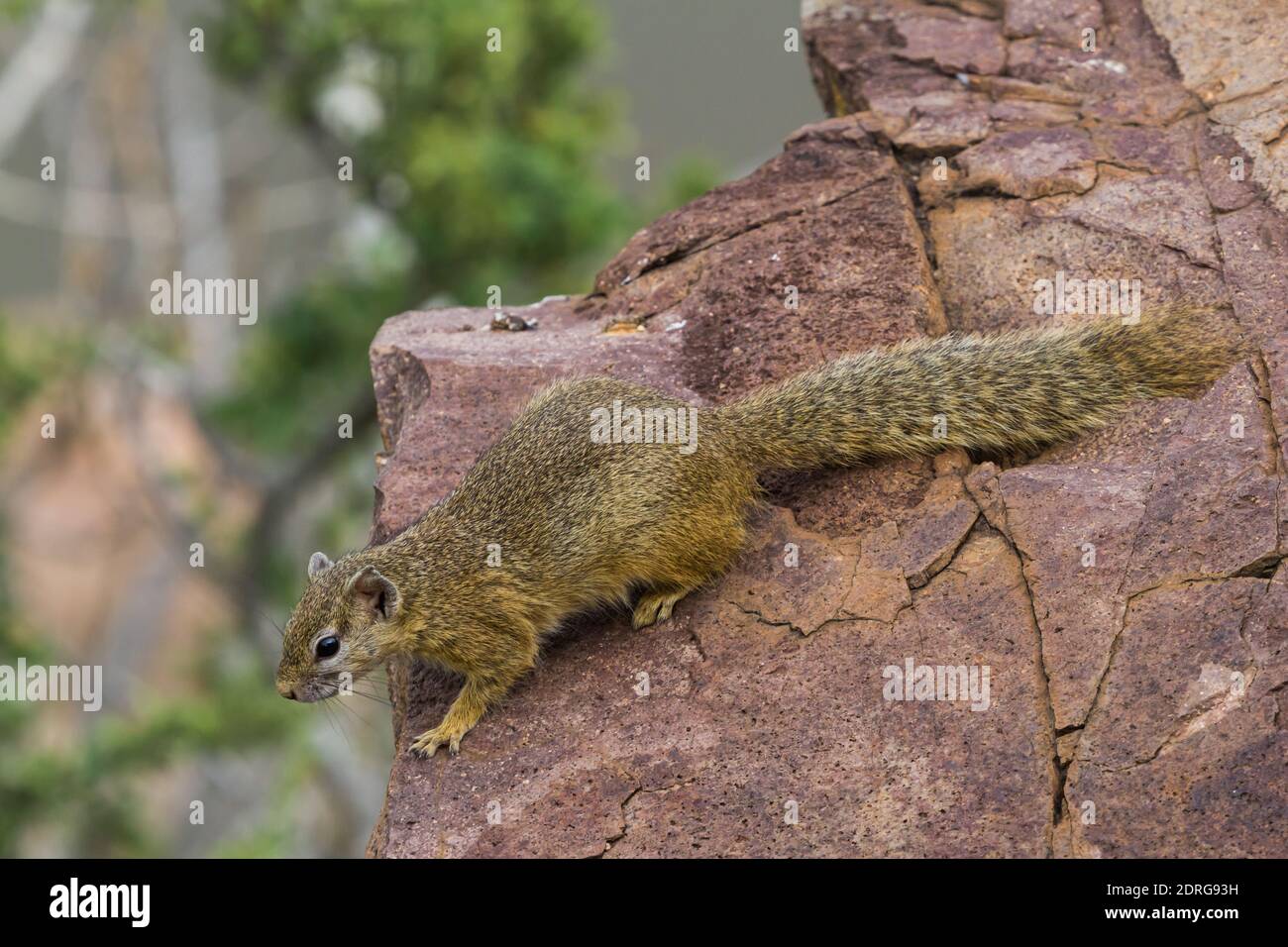 African bush squirrel hi-res stock photography and images - Alamy
