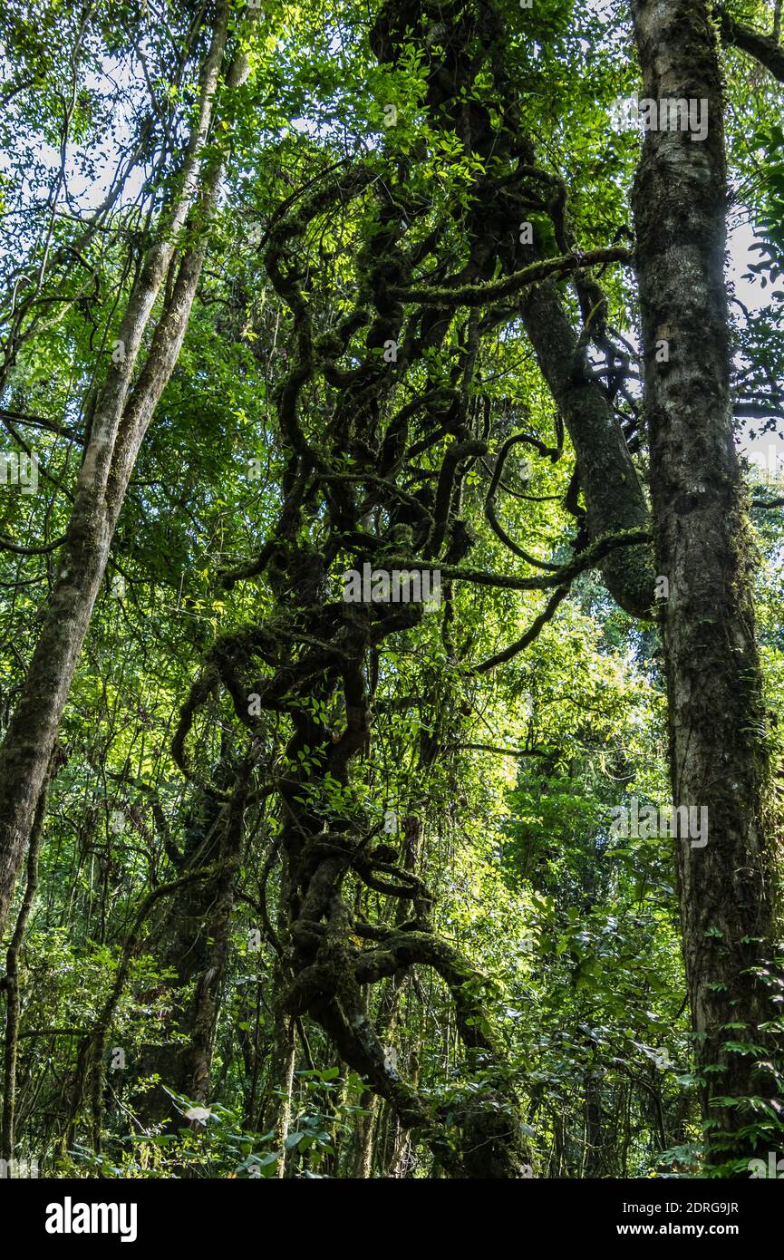 Nsw rainforest trees green hi-res stock photography and images - Alamy