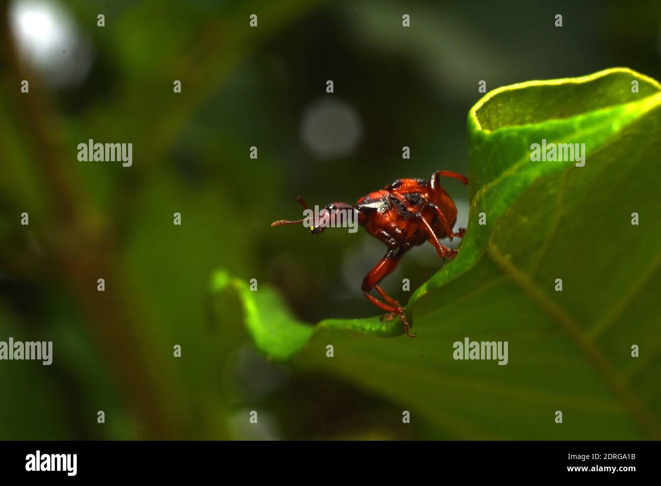 close up view of weevil beetle on a green leaf. Java, Indonesia Stock ...