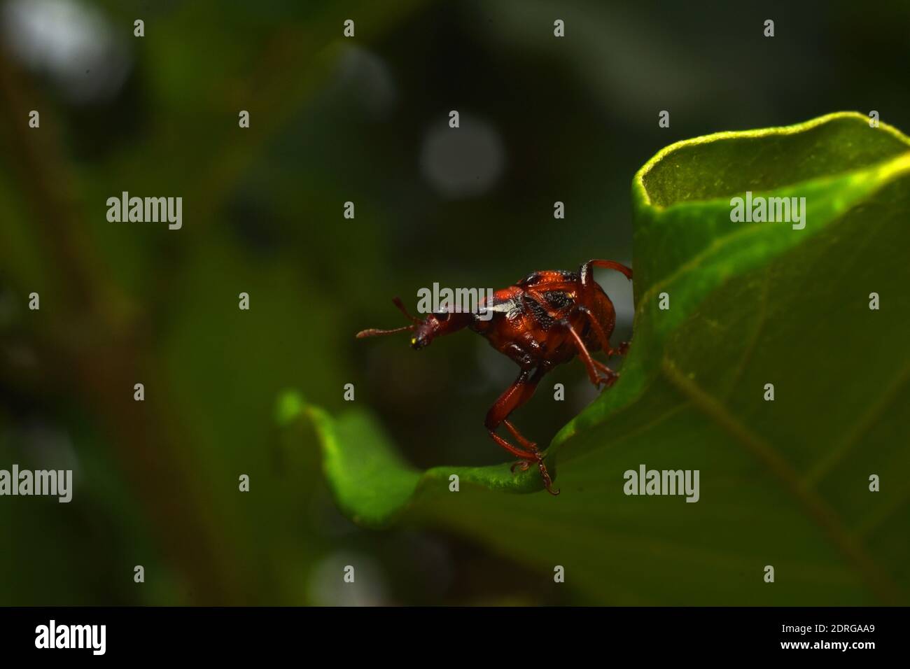 close up view of weevil beetle on a green leaf. Java, Indonesia Stock ...
