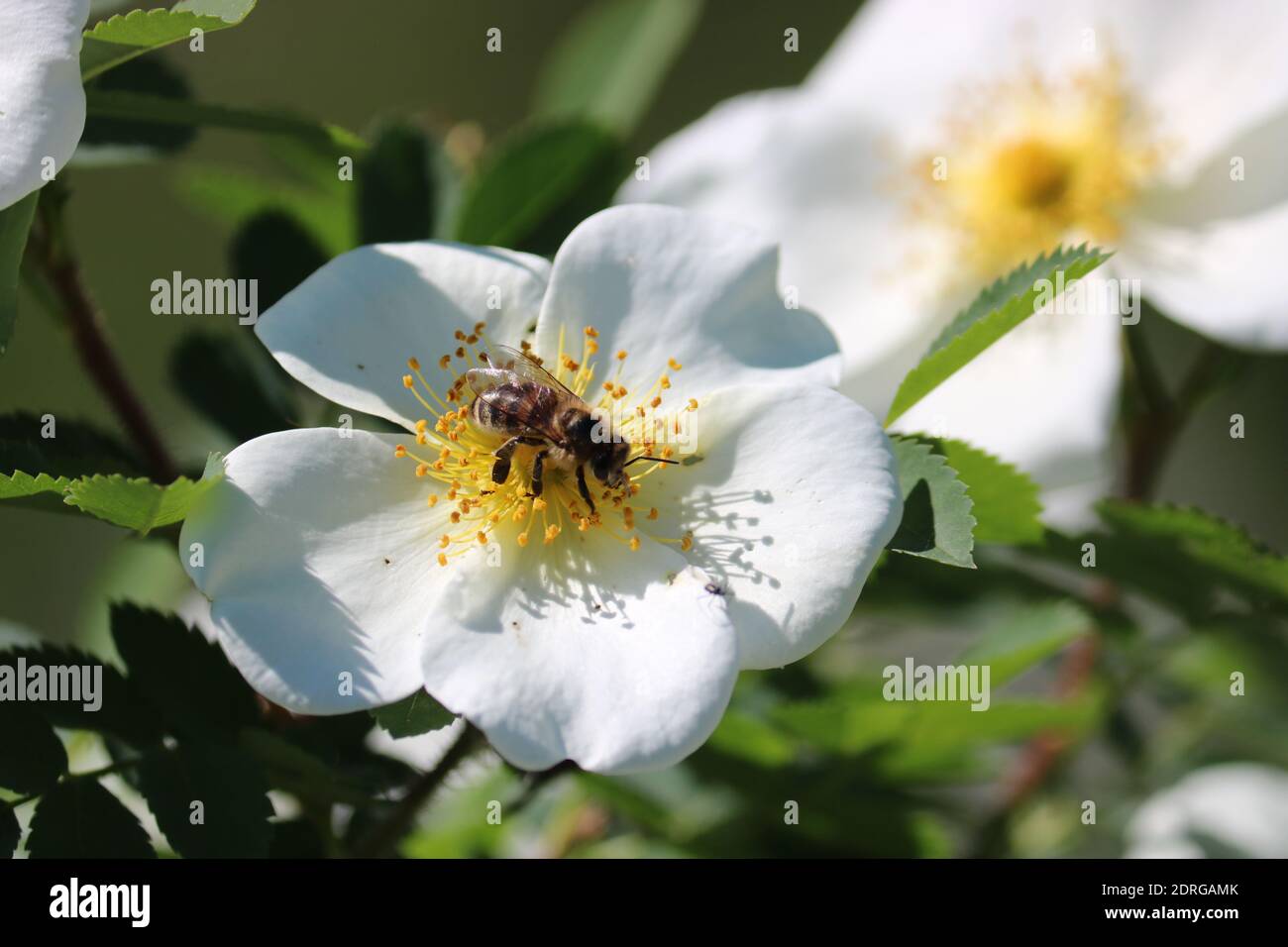 The bee collects the sweet pollen from the white rosehip flower. Macro ...