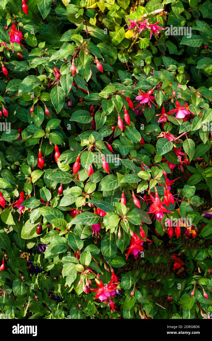 Beautiful fuchsia flowers of bright pink color in the summer garden ...