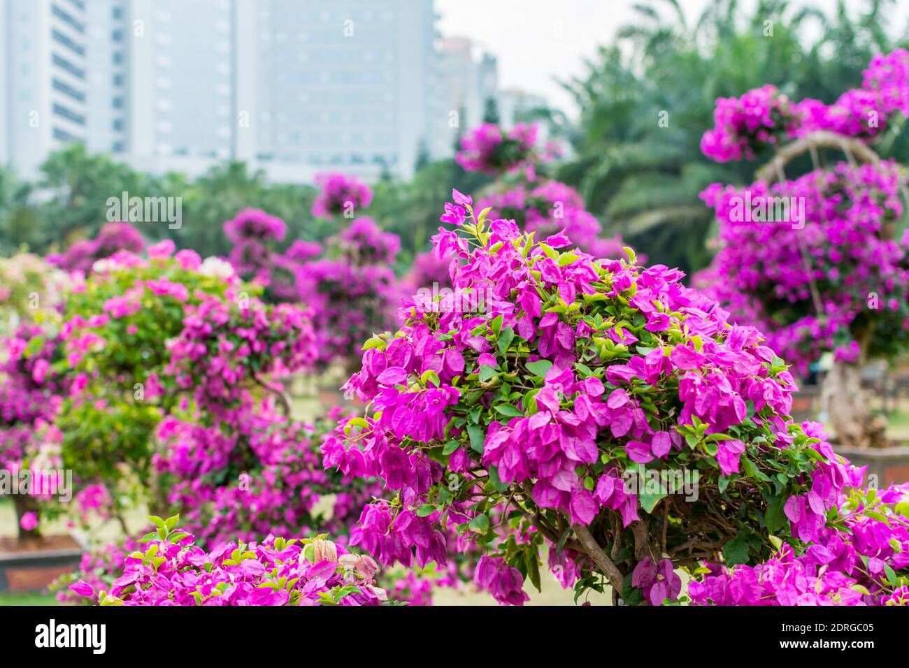 Purple Bonsai Tree Of Bougainvillea Spectabilis Flower Exhibition In