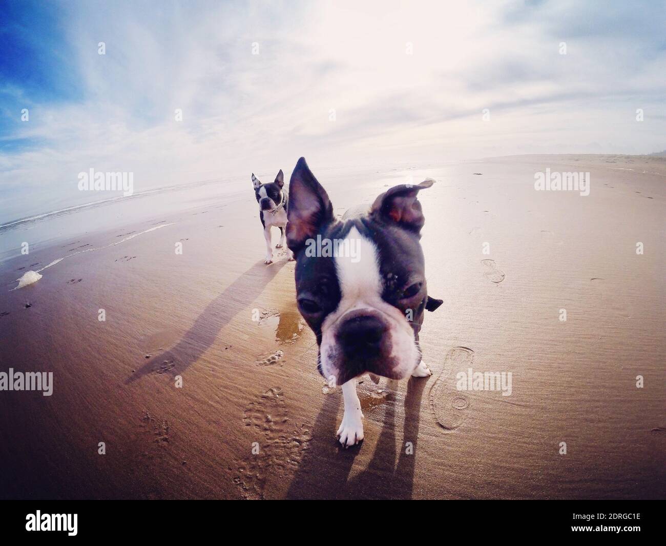 Fish eye lens dog hi-res stock photography and images - Alamy