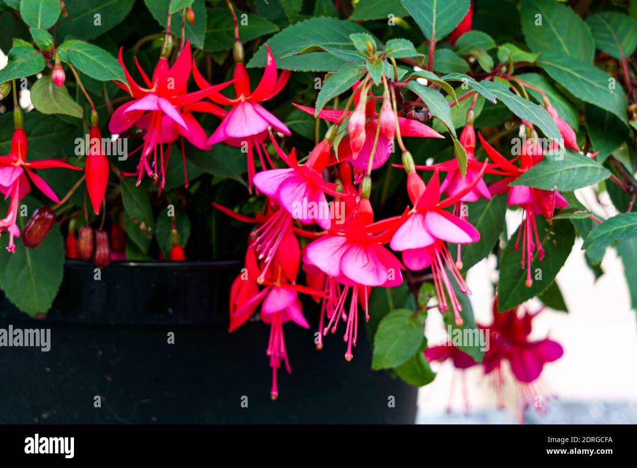 Beautiful fuchsia flowers of bright pink color in the summer garden ...