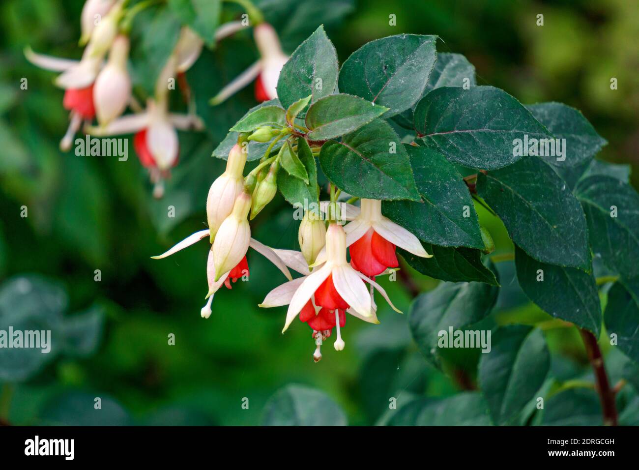 Beautiful fuchsia flowers of white-red color in the summer garden Stock ...