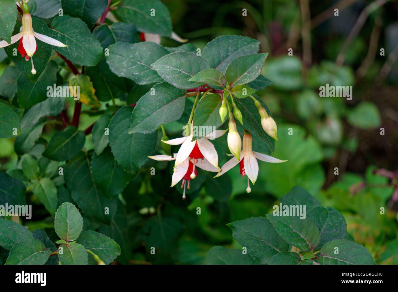 Beautiful fuchsia flowers of white-red color in the summer garden Stock ...