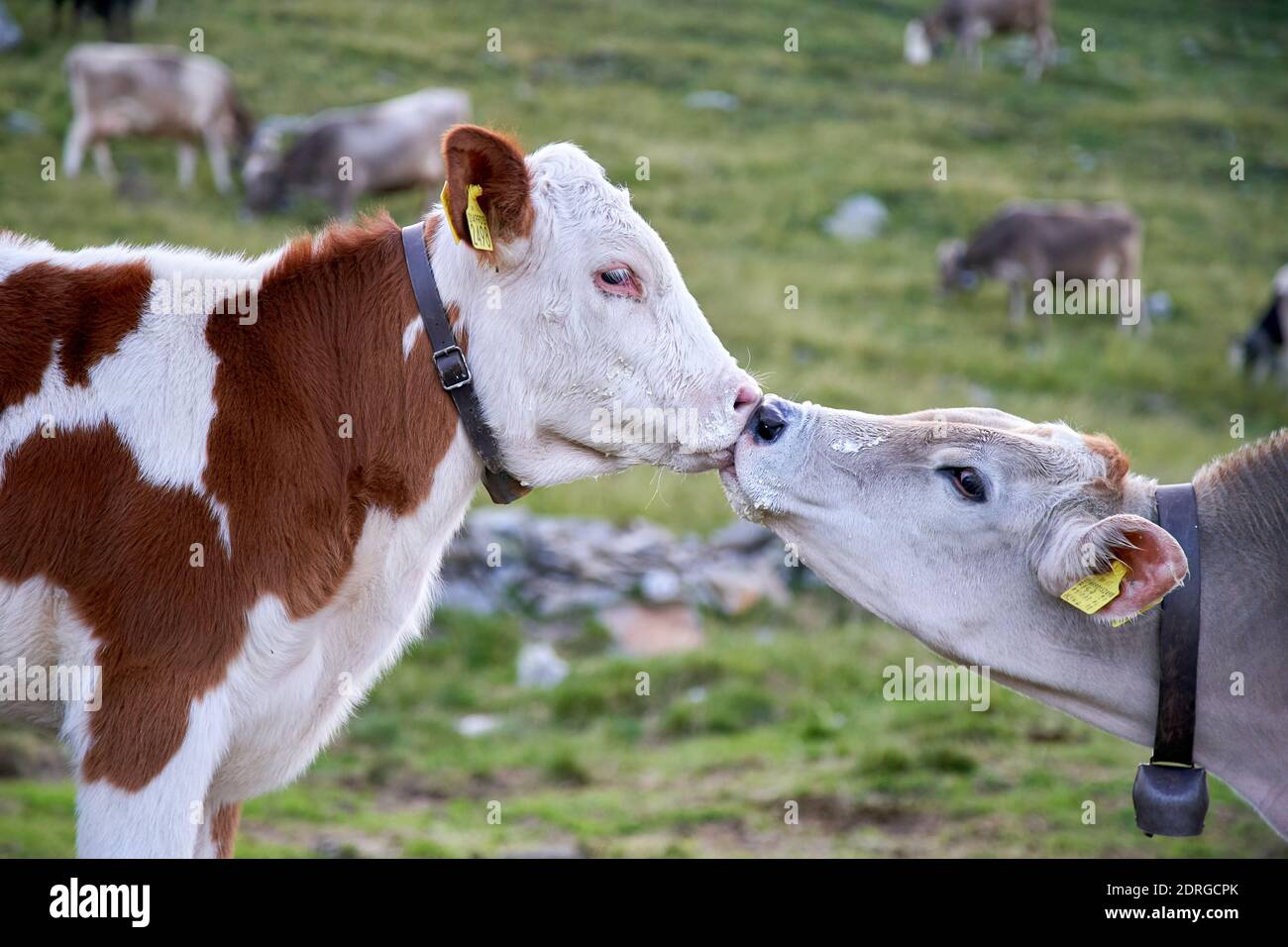 Kissing cows hi-res stock photography and images - Alamy