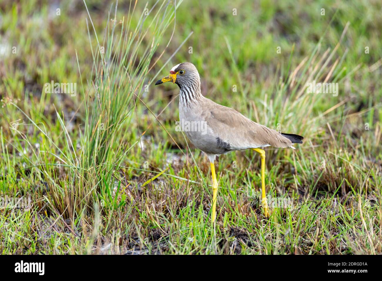 African wattled lapwing (Vanellus senegallus), also known as the ...