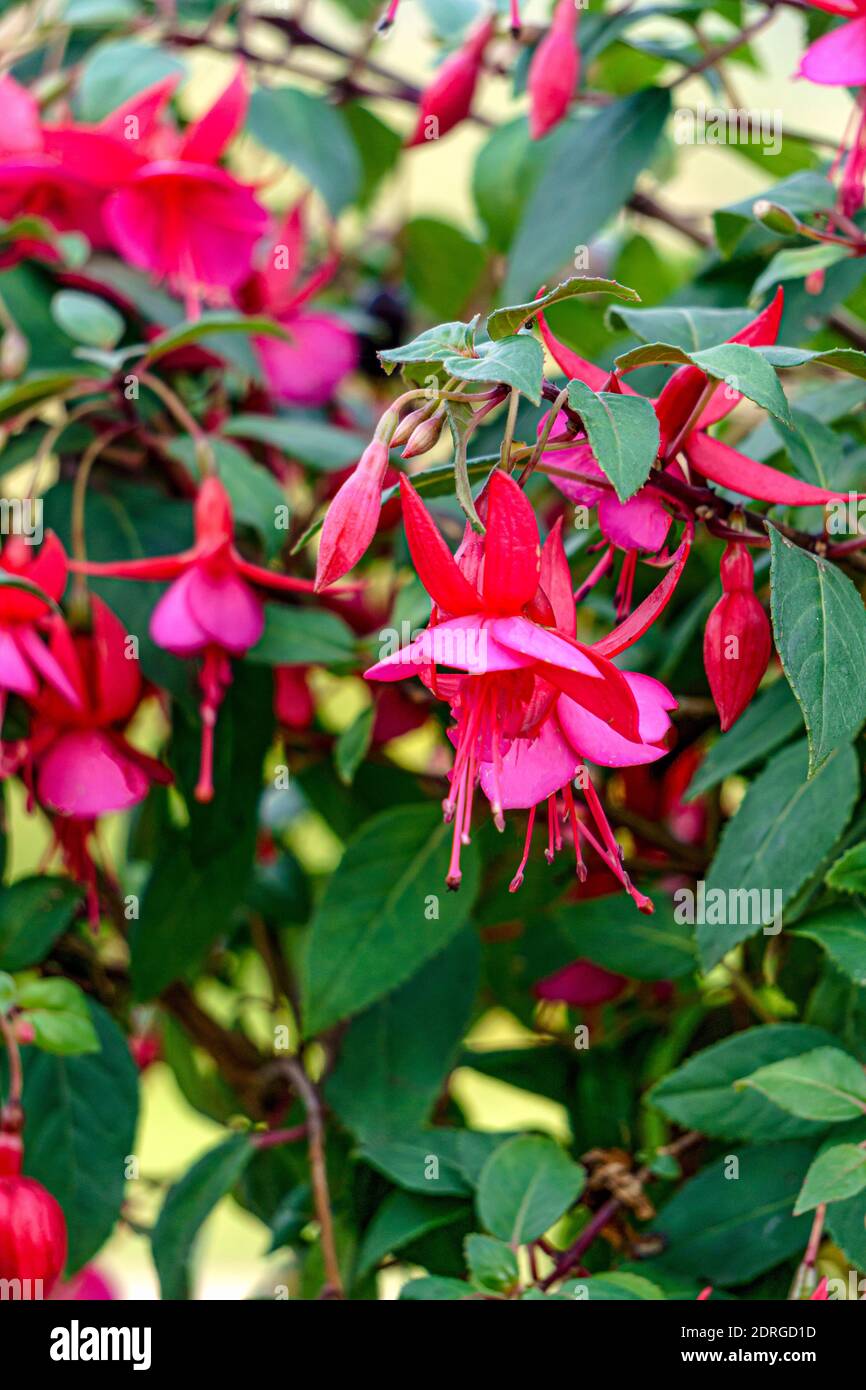 Beautiful fuchsia flowers of bright pink color in the summer garden ...