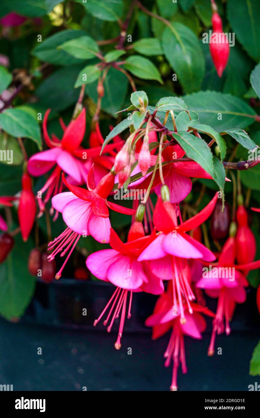 Beautiful fuchsia flowers of bright pink color in the summer garden ...