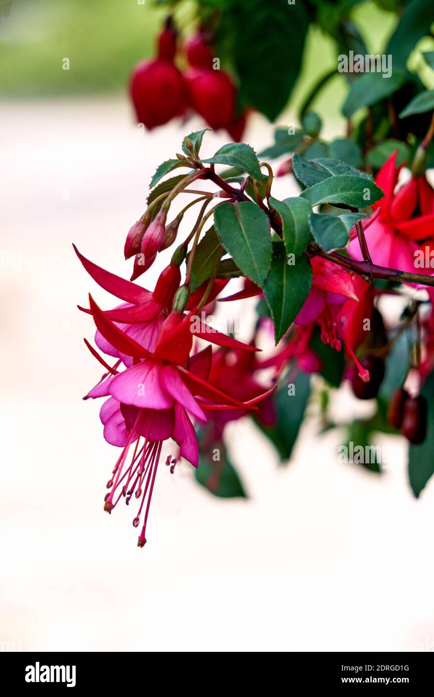 Beautiful fuchsia flowers of bright pink color in the summer garden ...