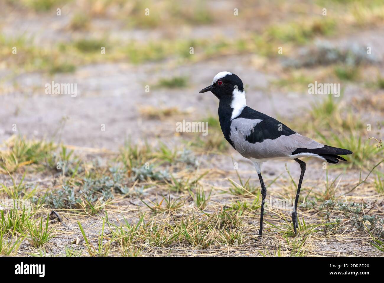 black and white water bird blacksmith lapwing or blacksmith plover ...