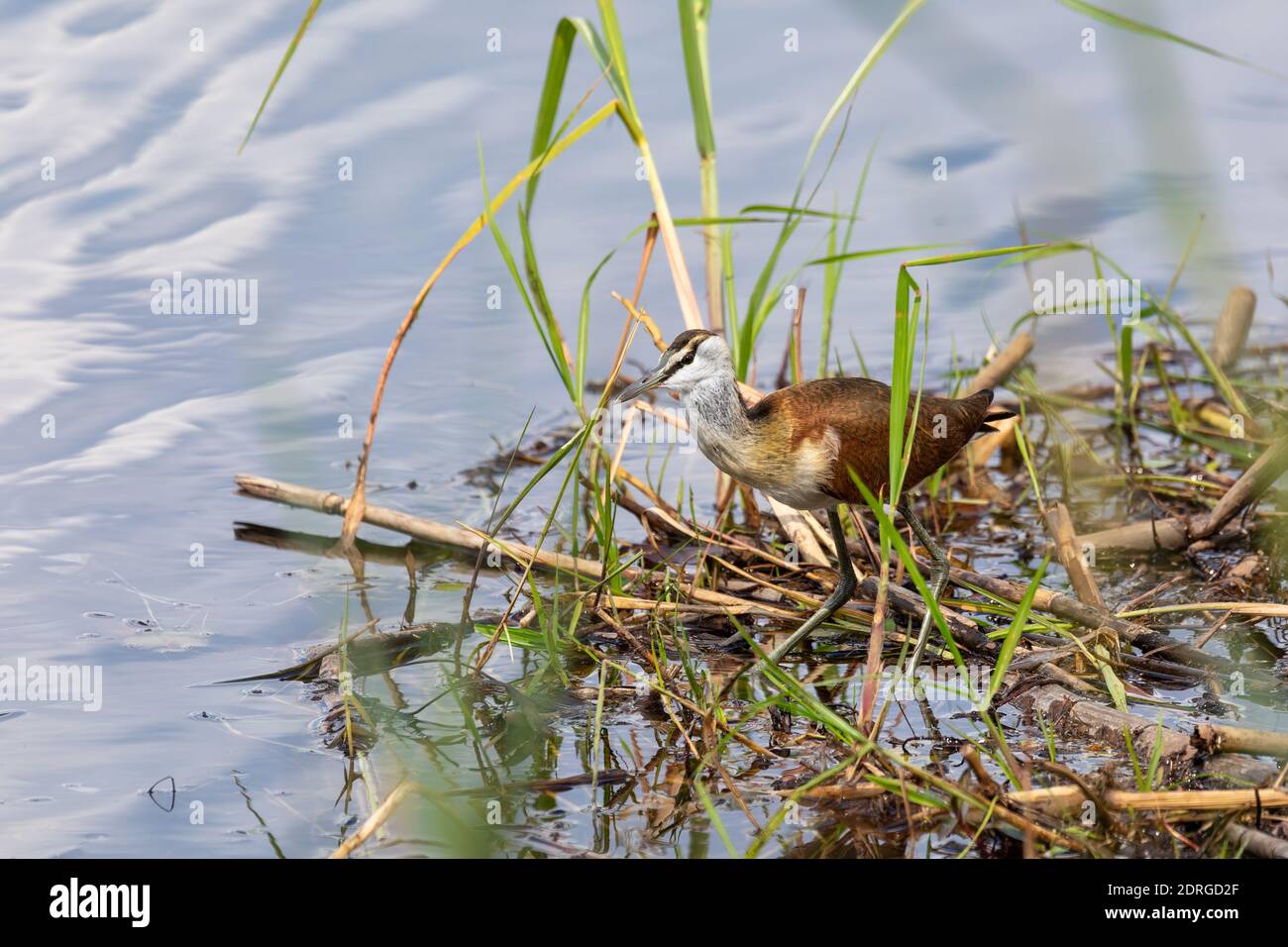 lesser jacana (Microparra capensis) is a species of bird in the family ...