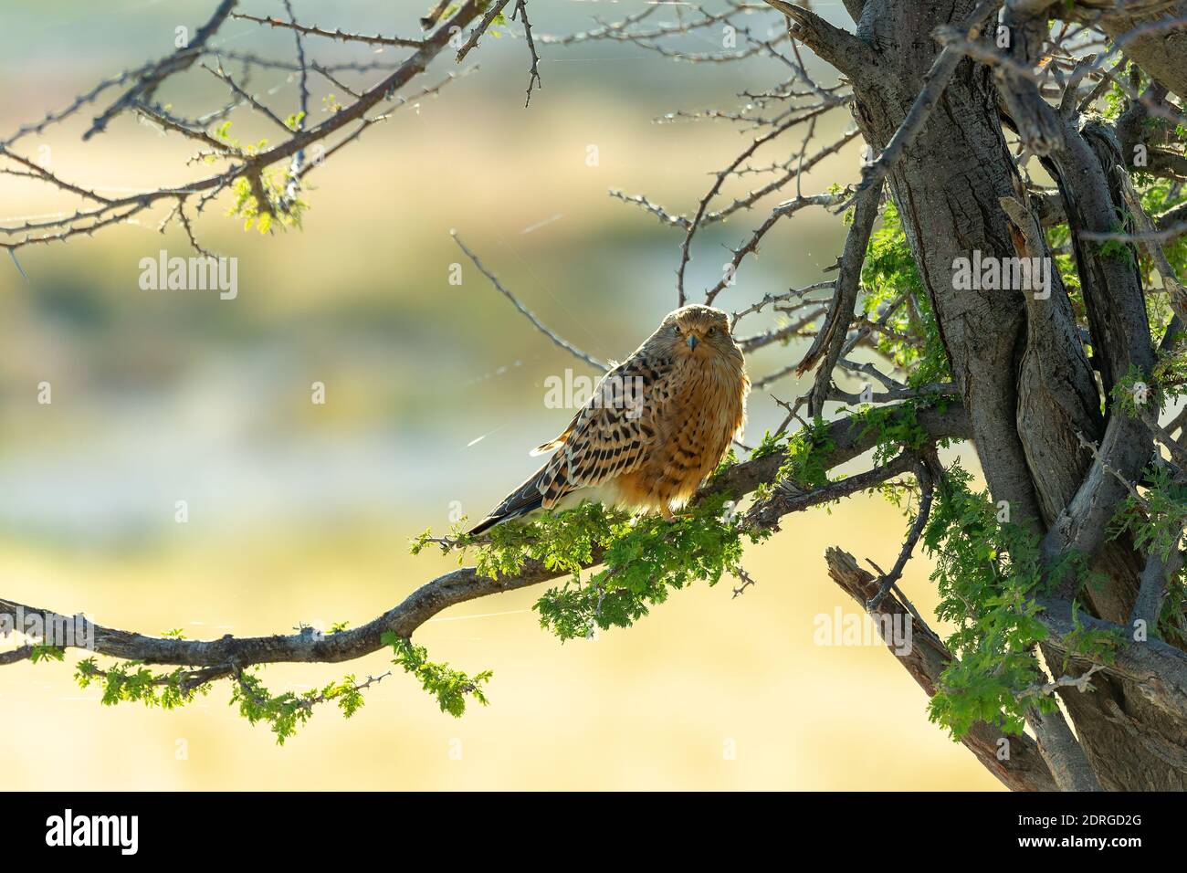 bird of prey Greater kestrel (Falco rupicoloides) perched in a tree in ...