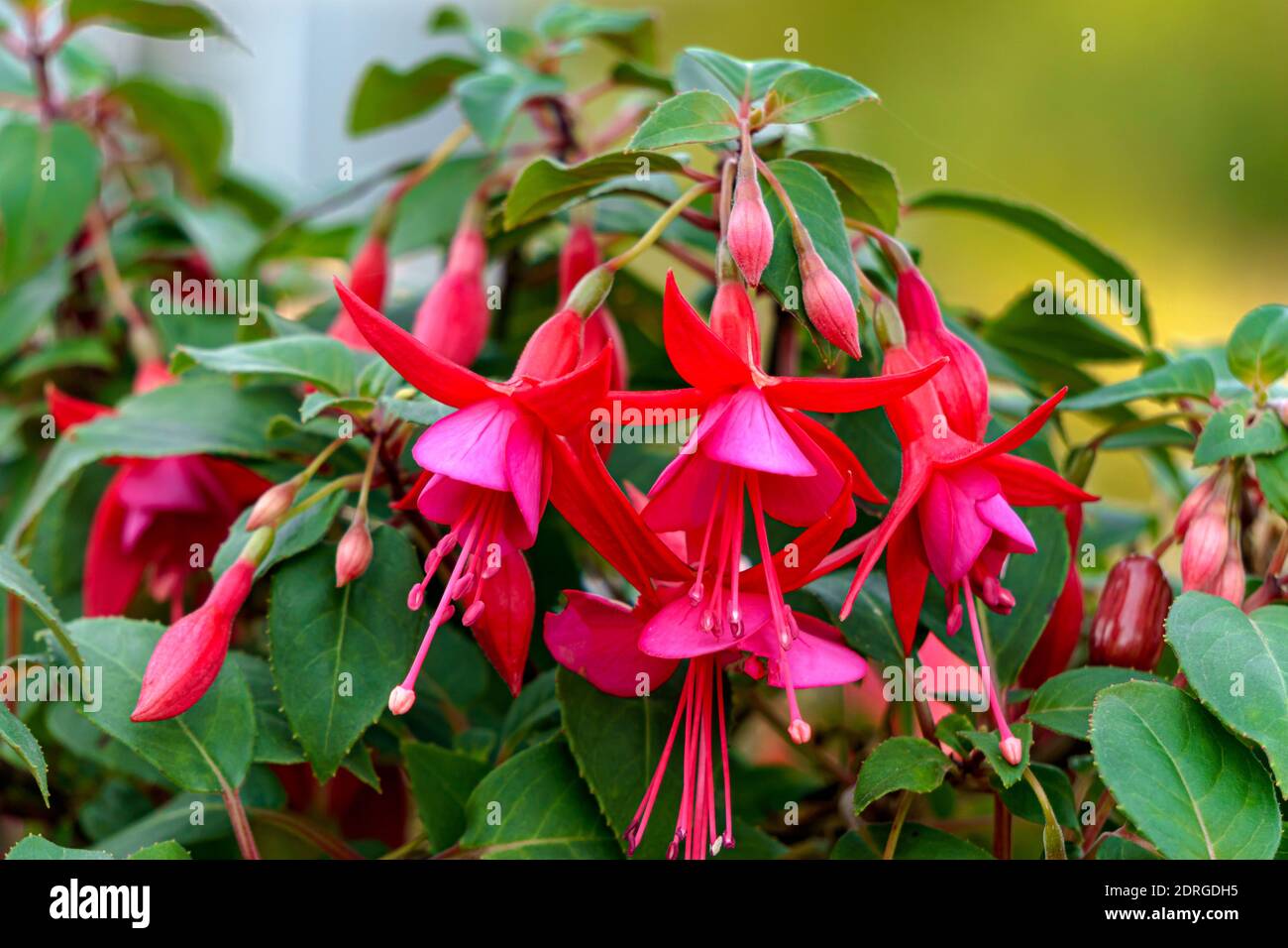Beautiful fuchsia flowers of bright pink color in the summer garden ...