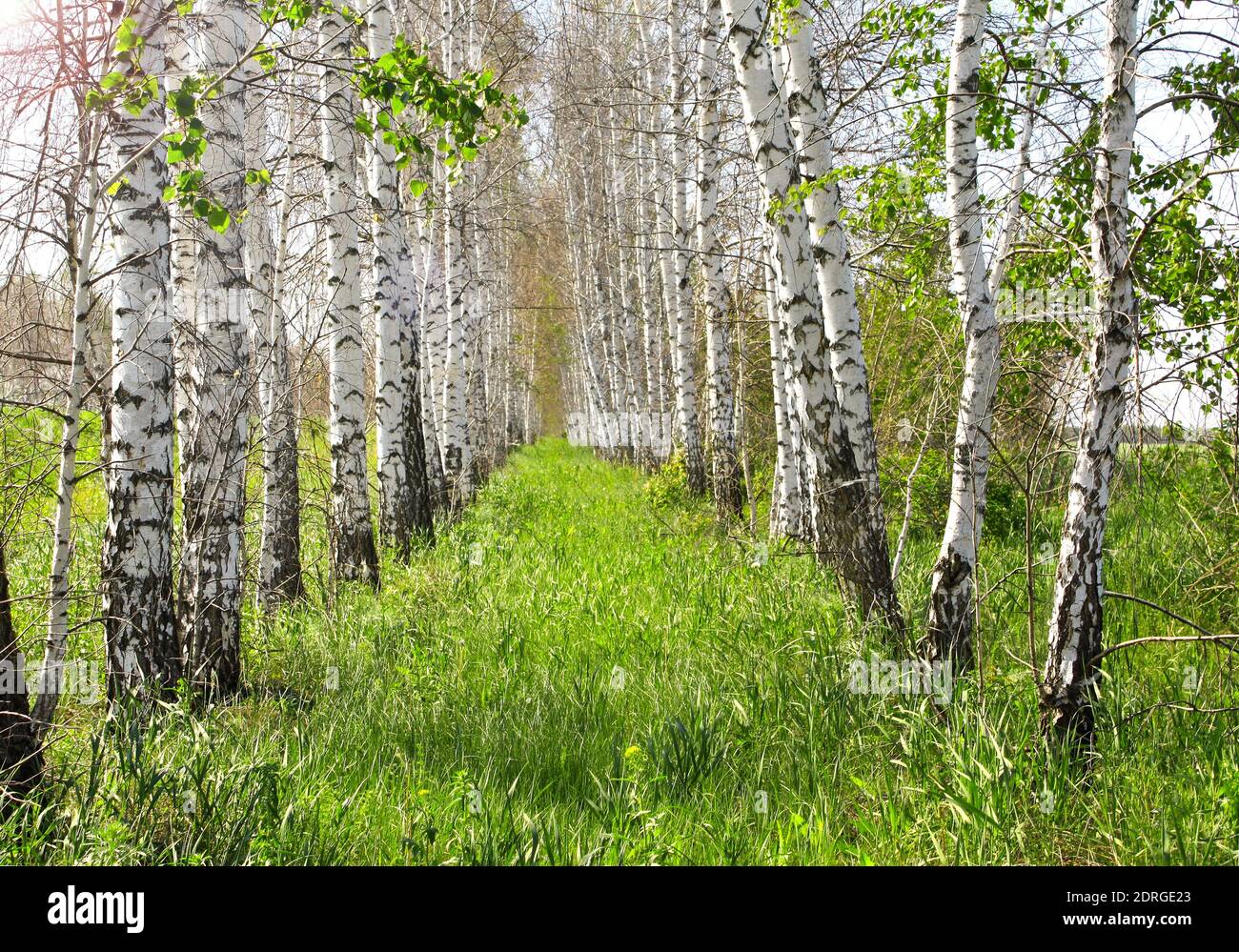 Birch trees russia hi-res stock photography and images - Alamy