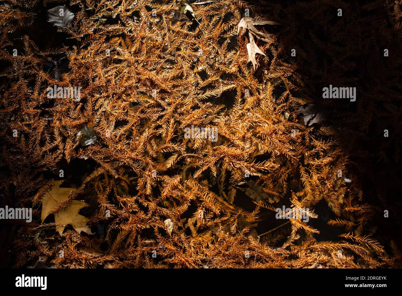 Beautiful dry leaves as an autumn background texture Stock Photo - Alamy