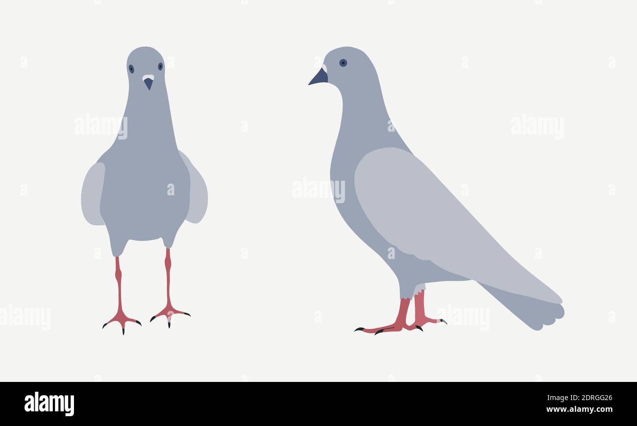 Colored pigeon dove icons vector looking forward isolated on white ...