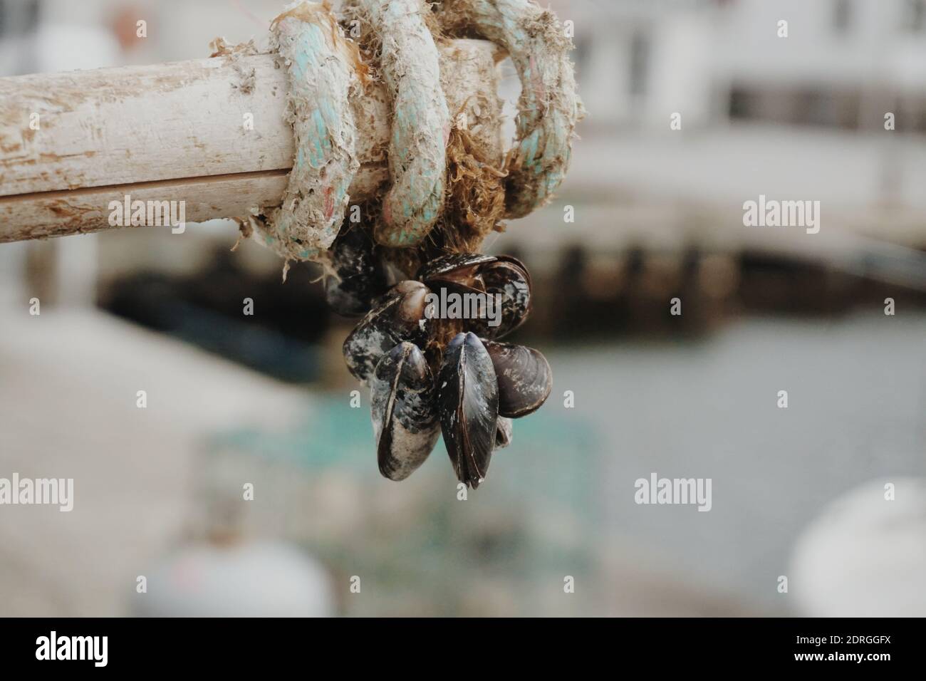 Hanging clams hi-res stock photography and images - Alamy