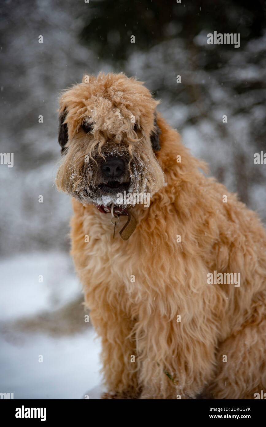A large red fluffy dog, an Irish soft-coated wheat Terrier, sits on a ...