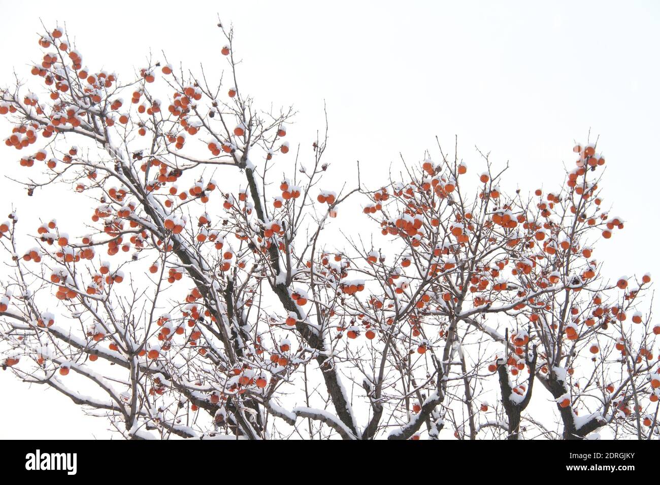 Snow-covered red persimmons are like lanterns on the branches of the ...