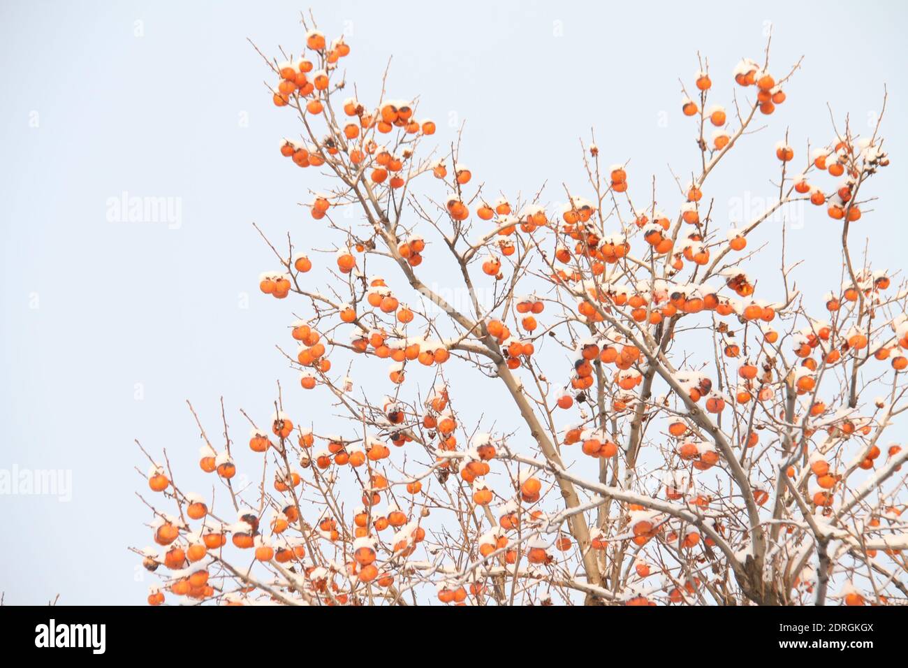 Snow-covered red persimmons are like lanterns on the branches of the ...
