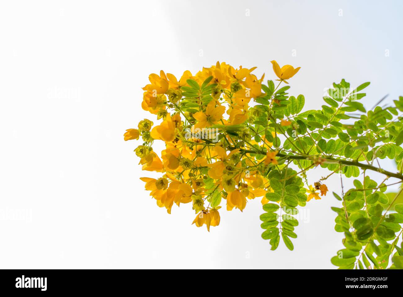 Flower of Scrambled Egg Tree, Sunshine Tree, or Senna surattensis ...