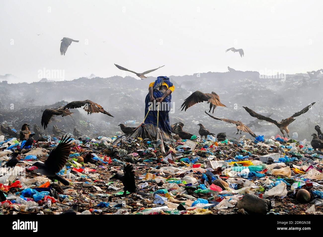 Pulling birds hi-res stock photography and images - Alamy