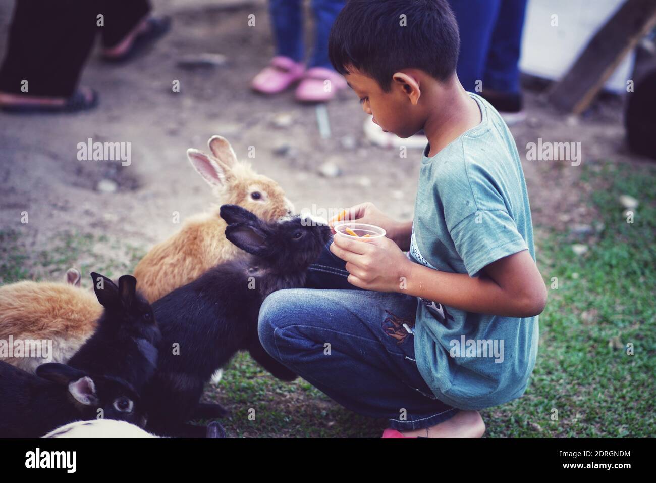 Side View Of Boy Feeding Rabbits On Land Stock Photo - Alamy